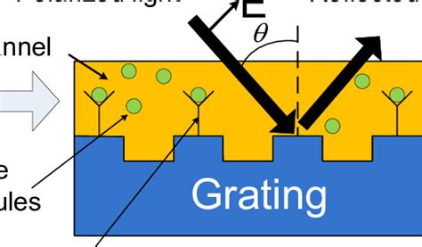 Schematic Of Grating Based Spr Biosensor Download Scientific Diagram