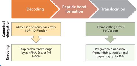 Figure 3 From Decoding And Recoding Of Mrna Sequences By The Ribosome