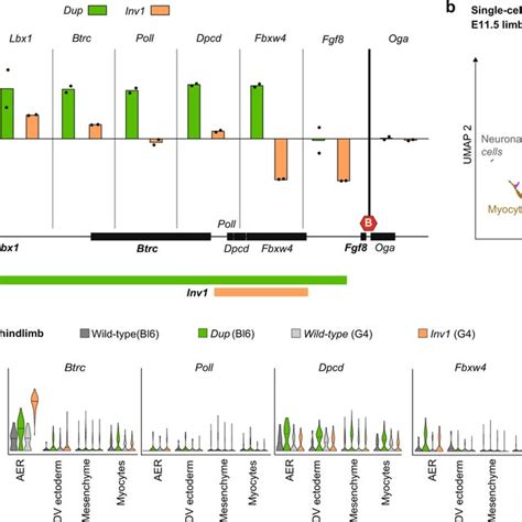 dup and inv1 chromatin rearrangements have an impact on gene