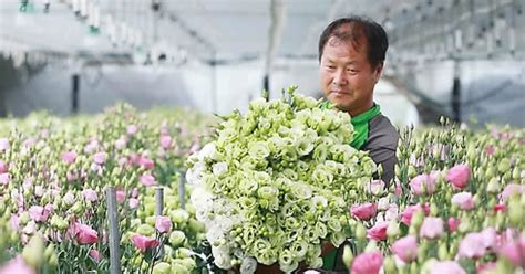 변치않는 사랑 리시안셔스 수확