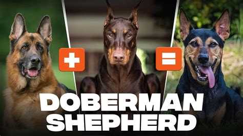 Doberman Pinscher German Shepherd Mix Puppies