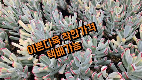 2023년 4월 28일 이쁜다육착한가격 택배가능 명품배합토 잎꽂이흙 10키로 배송비포함 각 15000원 Youtube