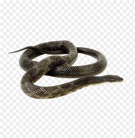 Python Free Png TOPpng