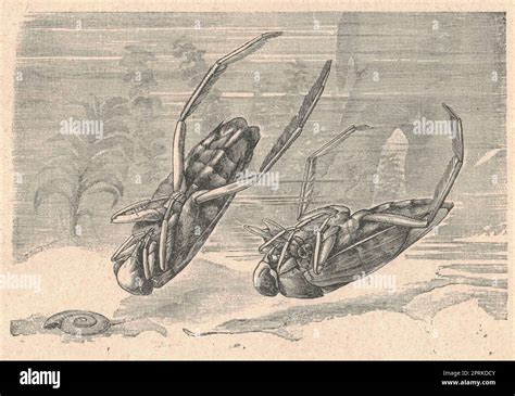Antique Engraved Illustration Of The Common Backswimmer Vintage Illustration Of The Common