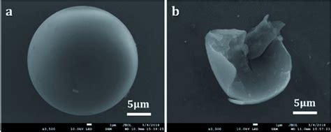 Sem Images Denoting The Morphology Of The Prepared Microcapsules A Download Scientific