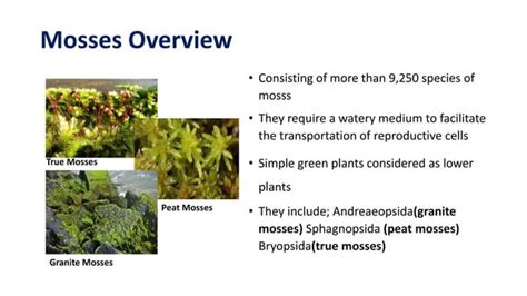 Phylum Bryophyta Mosses Pptx Biological Sciences Science