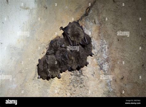 Western Barbastelle Bat Hibernating In The Tunnel System Of Festungsfront Oder Warthe Bogen