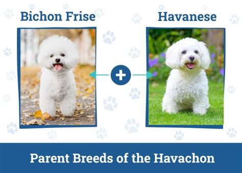 Havachon Bichon Frise And Havanese Mix Info Pictures Care And More
