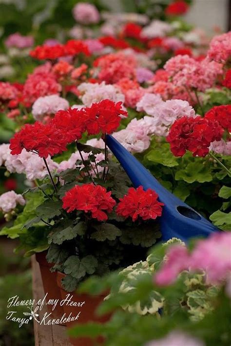 Хорошенькая и очень компактная Brookside Flamenco. | Geraniums garden ...