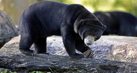 دب أسود يخرّب سيارات بحثاً عن الطعام بانوراما وكالة جراسا الاخبارية