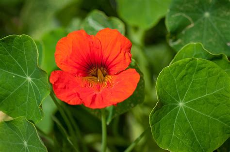 Plus De 400 Images De Capucine Et De Nature Pixabay
