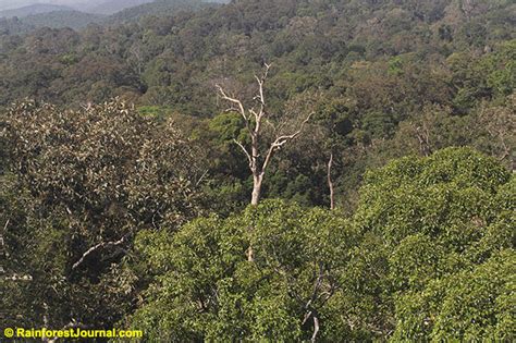 pasoh forest reserve rainforest journal