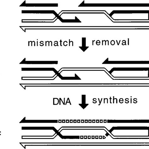 —early Mmr Mismatch Repair Guided By The Ends Download Scientific
