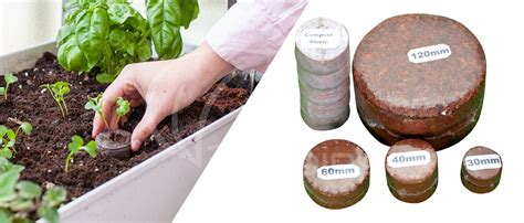 Coco Pith Coins Av Exports