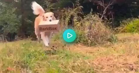 Pure Happiness  On Imgur