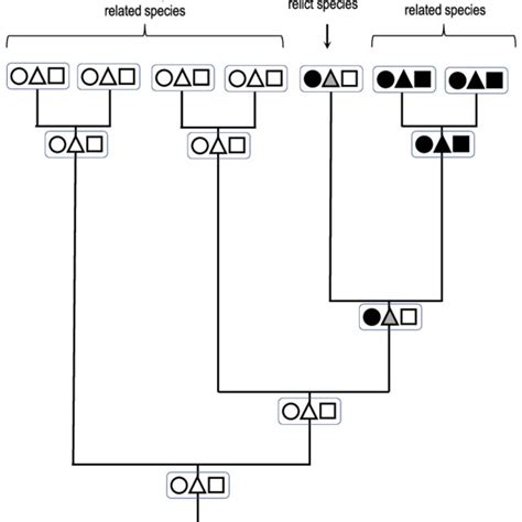 Hypothetical Phylogeny With An Evolutionarily Relict Species And
