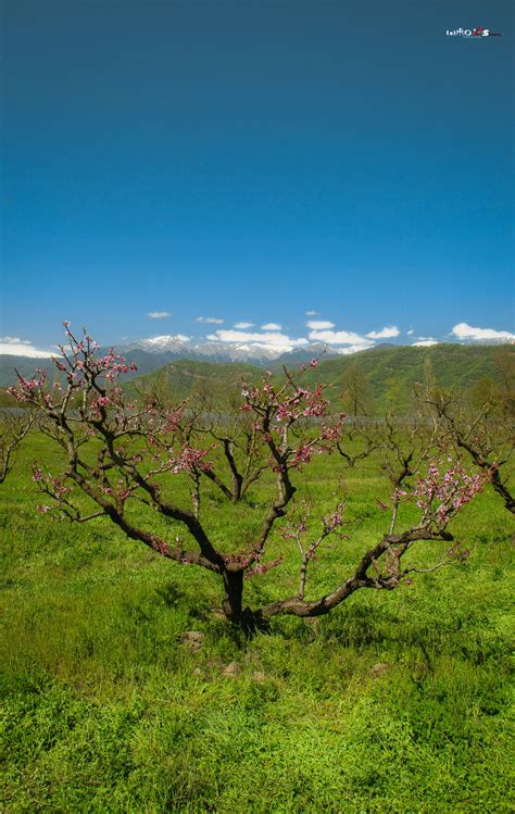 Photo By Umo კახეთი ატმის ყვავილობა კავკასიონი