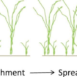 Pdf Invasive Plants On Rangelands A Global Threat