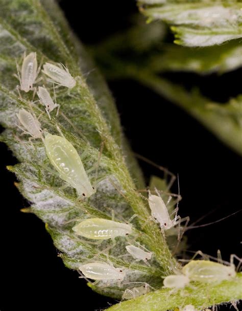 Raspberry Plant Pests And Diseases How To Identify And Treat Bright