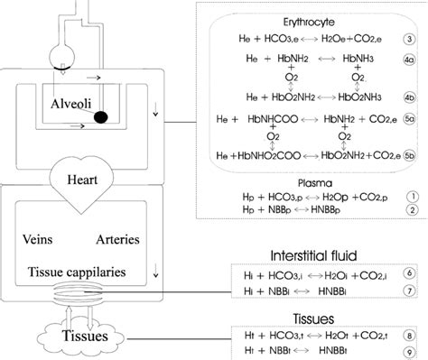 The Carbon Dioxide Model Download Scientific Diagram
