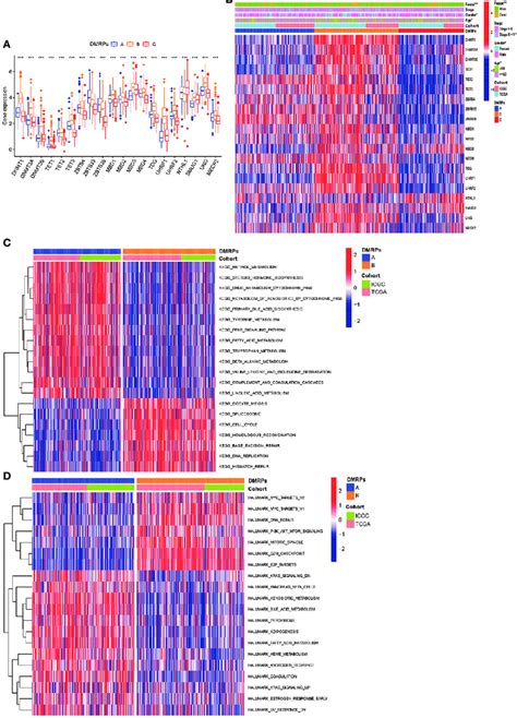 The Clinical Features Of Different Dna Methylation Regulator Related Download Scientific