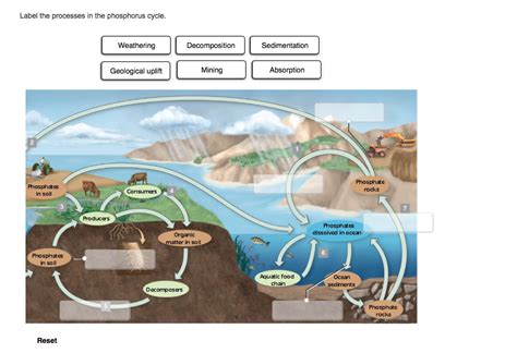 Phosphorus Cycle Ocean