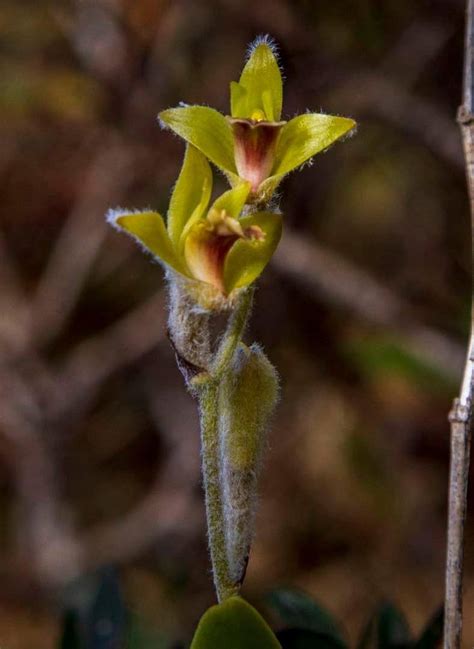 កេសរកូលក្បាលពស់វែក ដុះស្ថិតនៅតំបន់ខ្នងតាកំប៉ោង ដែនជម្រកសត្វព្រៃភ្នំសំកុស នគរដ្រេហ្គន