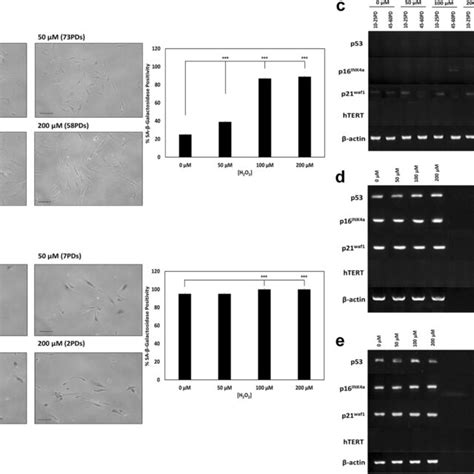 Mesenchymal Embryonic And Neural Crest Stem Cell Marker Expression Download Scientific Diagram