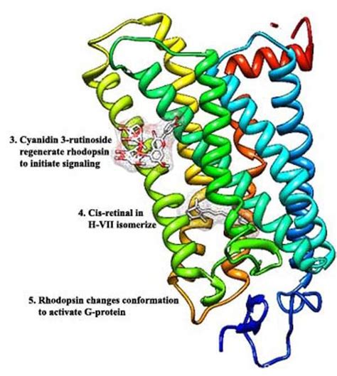 35 E Docked Model Of Mutant Rhodopsin Bound With Cis Retinal