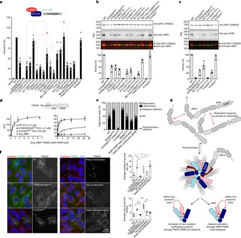 Parpparp Domain Interactions Control Tankyrase Function A Download Scientific Diagram