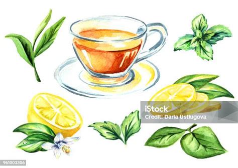 차 세트 컵 레몬 민트와 녹차 잎 흰색 배경에 고립 수채화 손으로 그린 그림 차 뜨거운 음료에 대한 스톡 벡터 아트 및 기타 이미지 차 뜨거운 음료 0명 건강관리와
