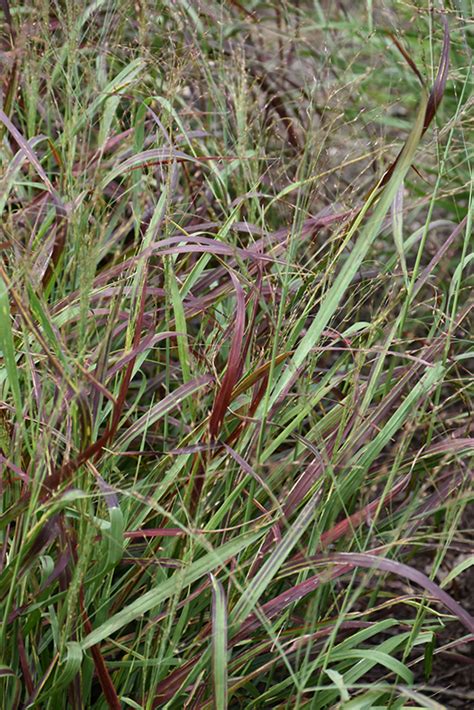 Ruby Ribbons Switch Grass Panicum Virgatum Ruby Ribbons In Boston