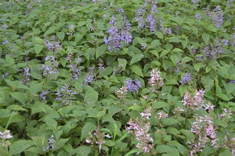 Plectranthus The Perfect Plant For Shade — Sprout Landscapes