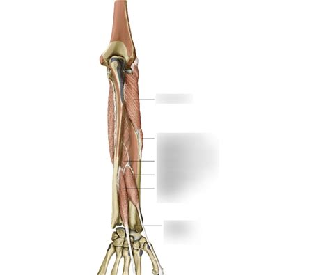 Posterior Muscles Right Forearm Posterior View Diagram Quizlet