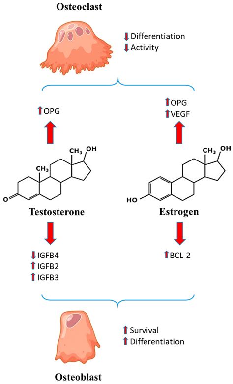 The Role Of Sex Differences In Bone Health And Healing