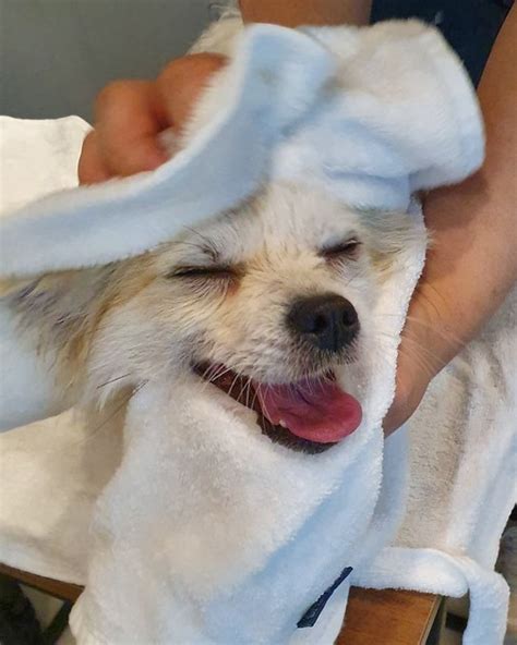 푸딩이가 목욕을 즐기는 모습이에요 강아지입양 고양이입양 도그마루 입양케어센터 유기견입양 유기견분양 유기묘분양 강아지파양 고양이파양 유기묘입양 유기견센터 고양이분양