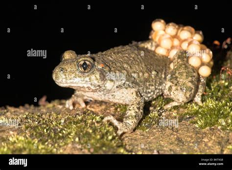 Toad Spawn Hi Res Stock Photography And Images Alamy