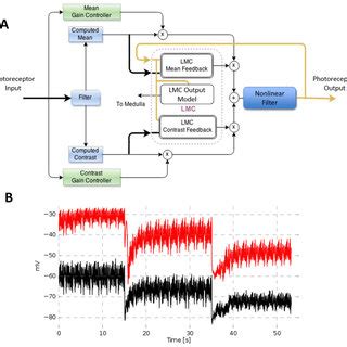 A Block Diagram Of A Single Photoreceptor LMC Circuit Model B Download Scientific Diagram