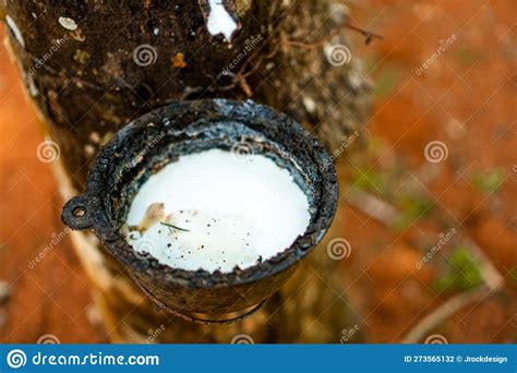 Latex Extracted From Tapped Rubber Tree As A Source Of Natural Rubber Latex Raw Material Hevea