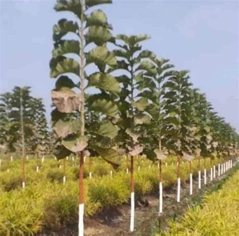 Alkaline Original Tissue Culture Sagwan Teak Plants Normal 40 45 At Rs 129 Piece In Nagpur