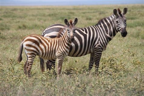 Zebra Zd410 Manual Download Printer Guide And Instructions