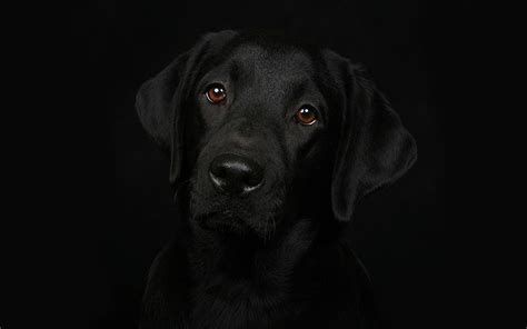 Black Lab Wallpapers Top Free Black Lab Backgrounds Wallpaperaccess