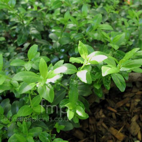 Ilex Crenata Information Pictures Cultivation Tips