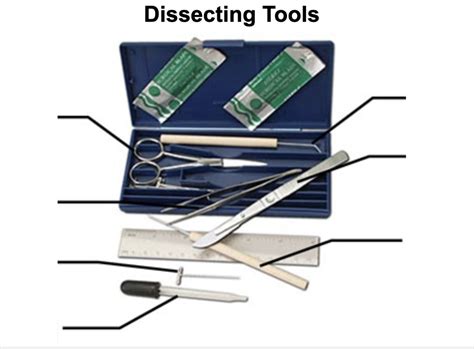 Dissection Box Tools Names With Pictures At Judith Marion Blog