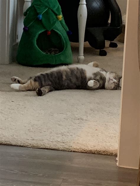 Catnip Overdose Rcats