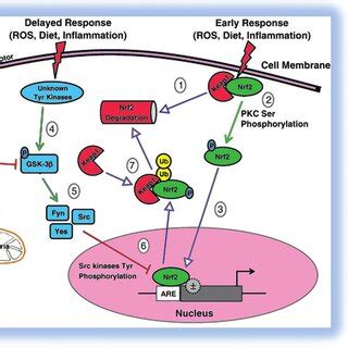 Schematic Diagram Of Nrf2 Regulation Download Scientific Diagram