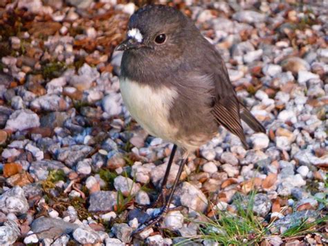 Rockin Robin Borb R Borbs