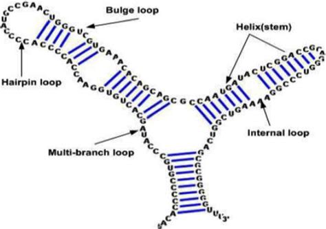 Sample RNA Secondary Structure With Components Download Scientific Diagram