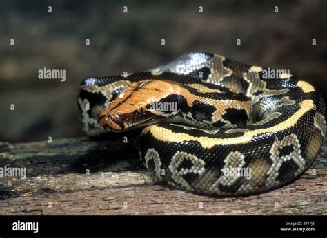 Borneo Blood Python Python Curtus Breitensteini Stock Photo Alamy