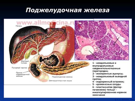 Поджелудочная железа презентация, доклад